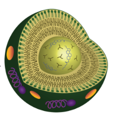 Fat cell crystallization discovery could transform obesity treatments ...
